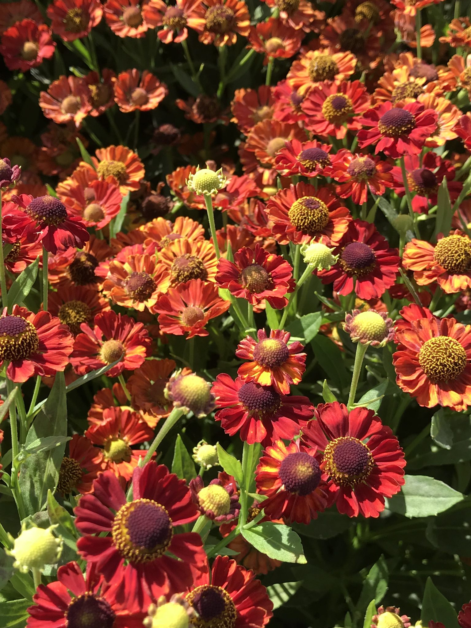 ヘレニウム ホットラーバ | 作っているもの図鑑 | はるはなファーム