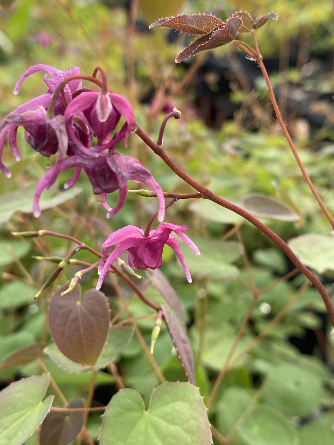 エピメディウム 夕映 | 作っているもの図鑑 | はるはなファーム